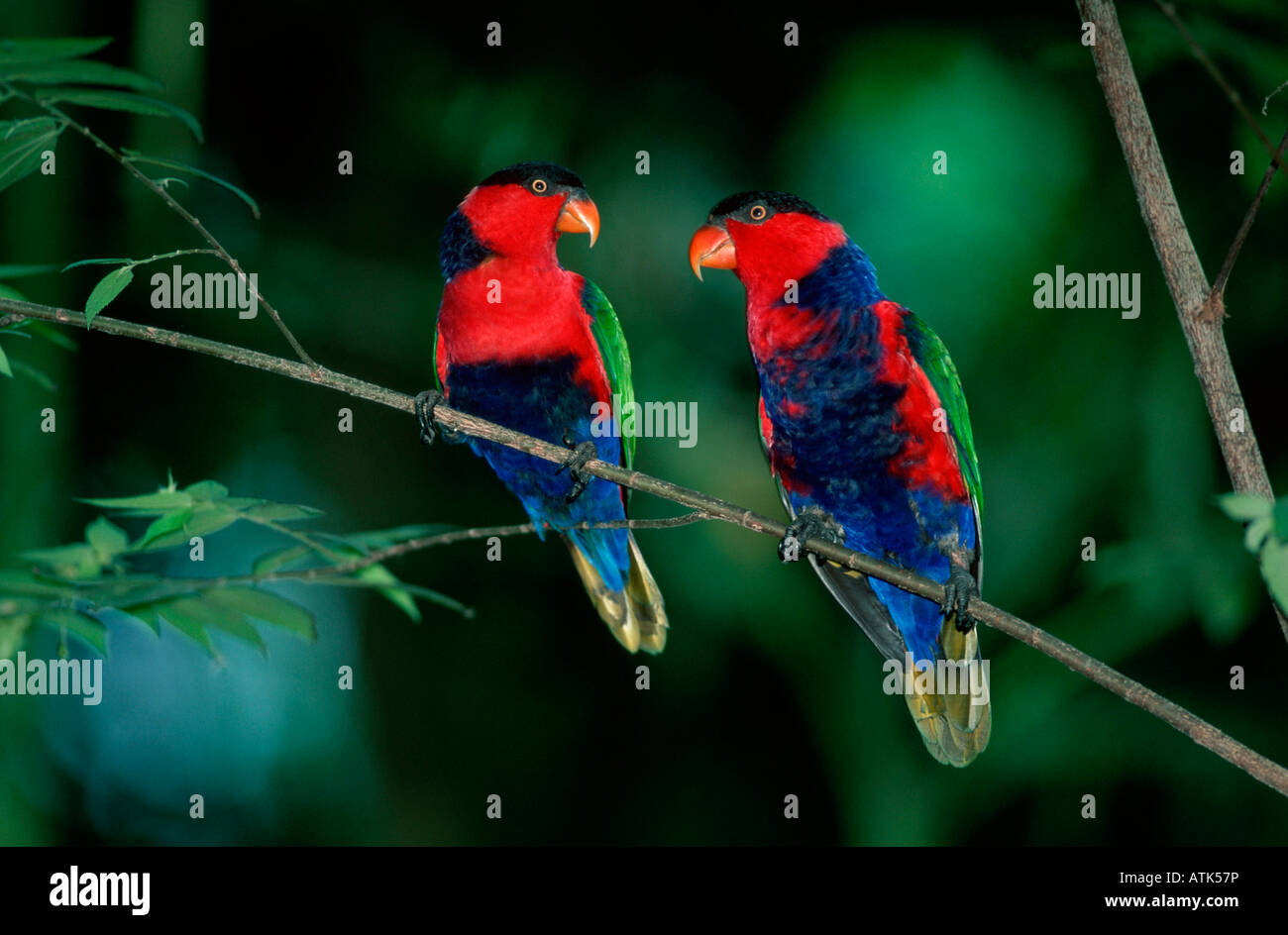 Frauenlori hi-res stock photography and images - Alamy