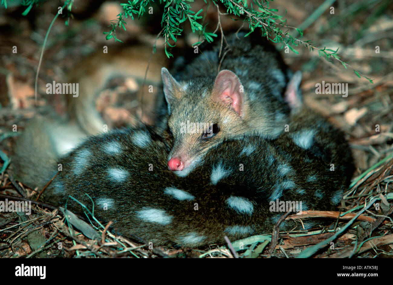 Eastern quoll pair hi-res stock photography and images - Alamy