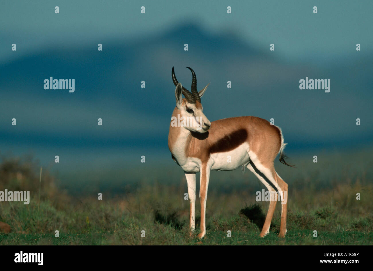 Springbok / Springbock Stock Photo - Alamy