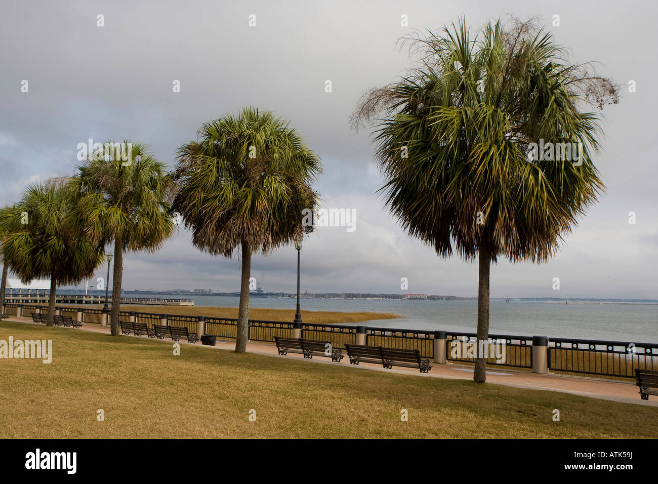 Beach South Carolina Palmetto Trees