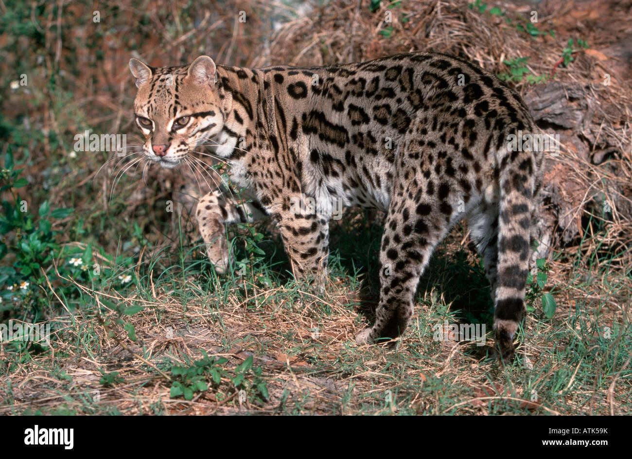 Ocelot / Ozelot Stock Photo - Alamy