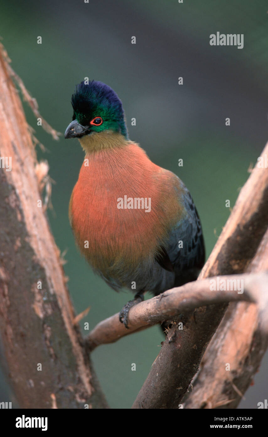 Purple-crested Turaco / Glanzhaubenturako Stock Photo - Alamy