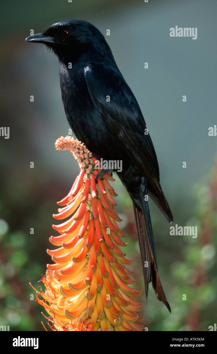 Addo birds hi-res stock photography and images - Alamy