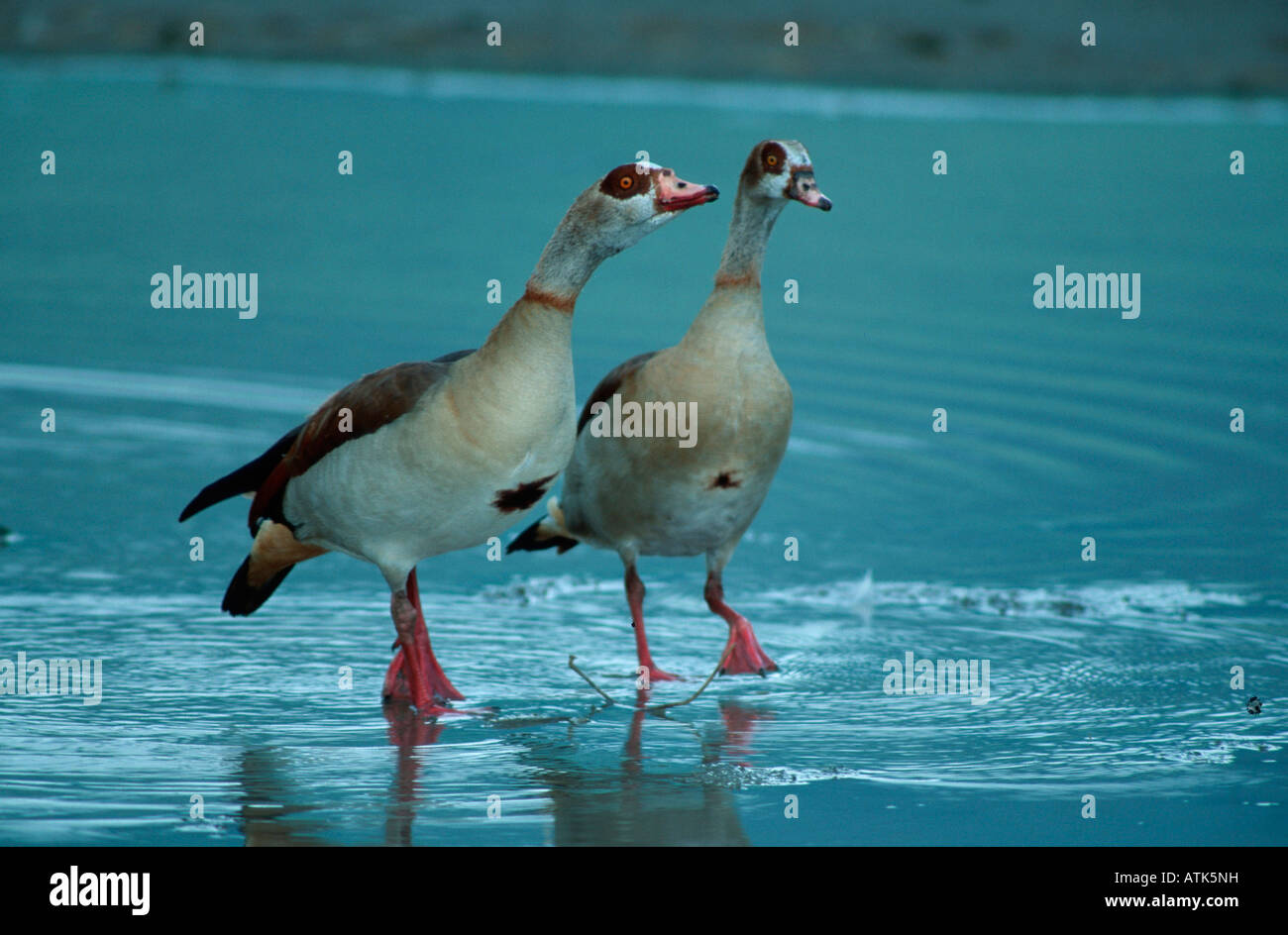 Nilgaense hi-res stock photography and images - Alamy
