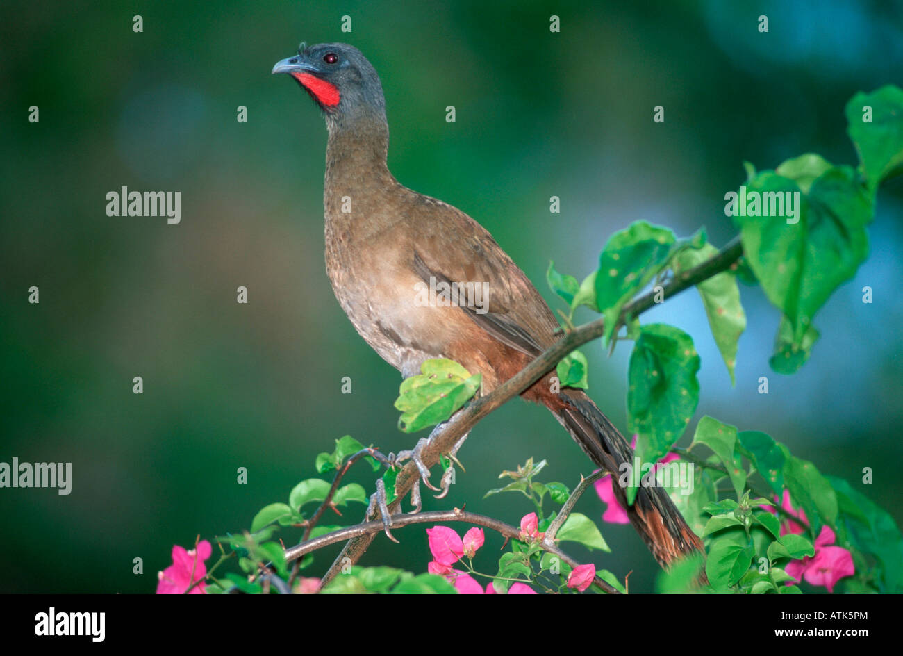 Rufous-vented Chachalaca / Rotschwanzguan Stock Photo - Alamy