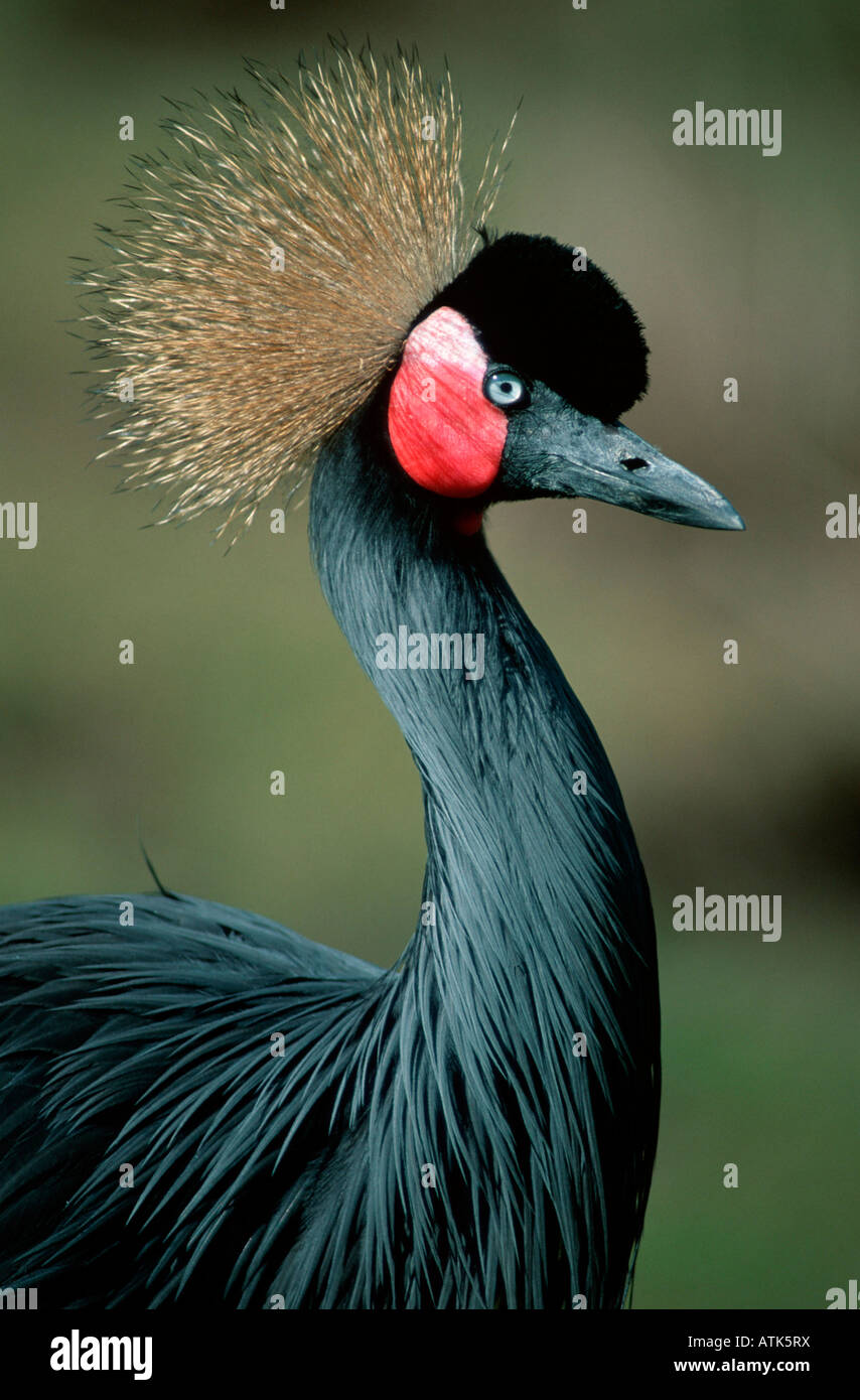 Crowned Crane / Westafrikanischer Kronenkranich Stock Photo - Alamy