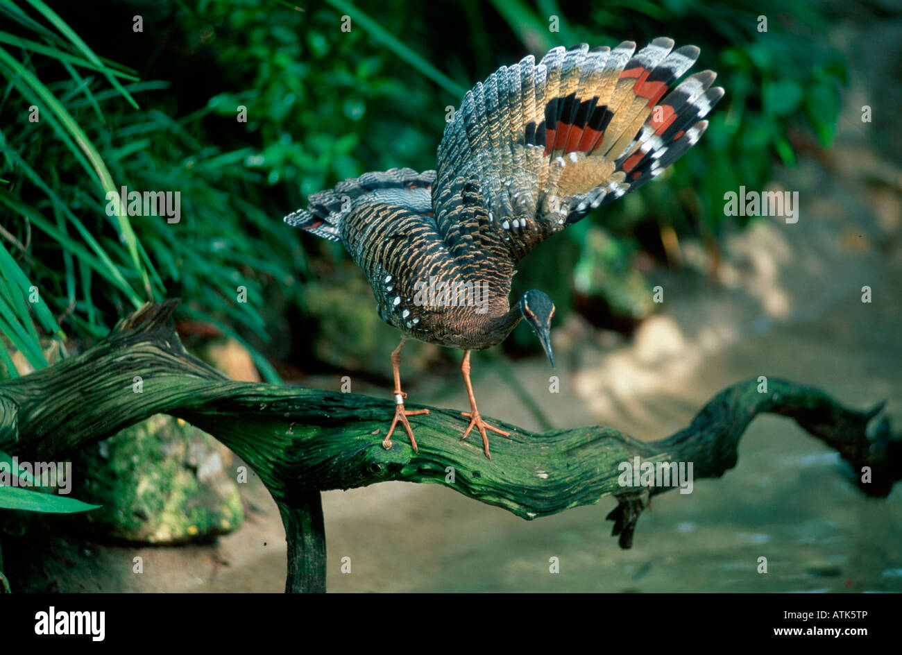Sun bittern eurypyga helias hi-res stock photography and images - Alamy