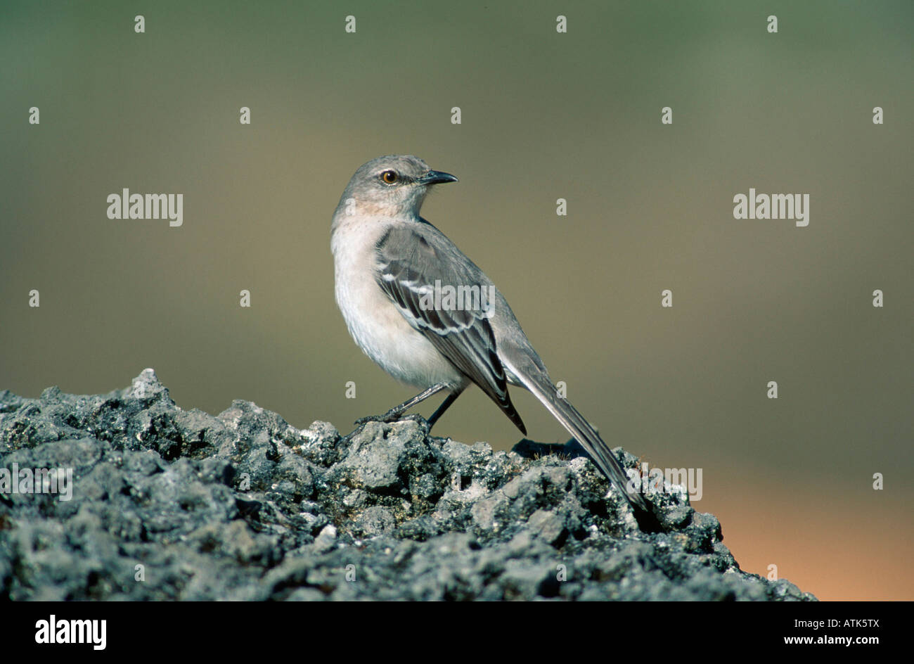 Northern Mockingbird / Spottdrossel Stock Photo - Alamy