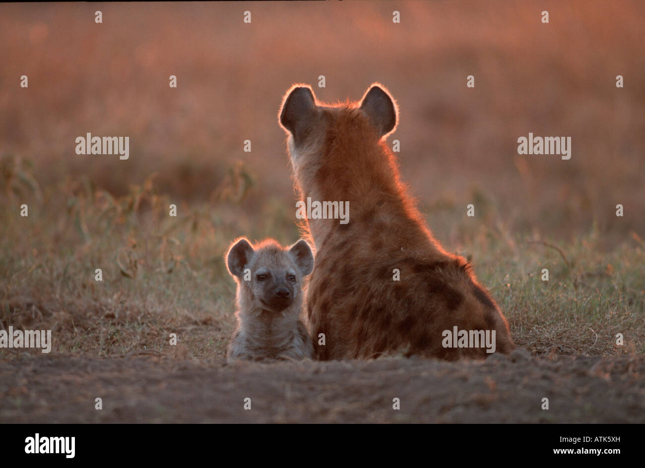 Spotted Hyena / Tuepfelhyaene Stock Photo - Alamy
