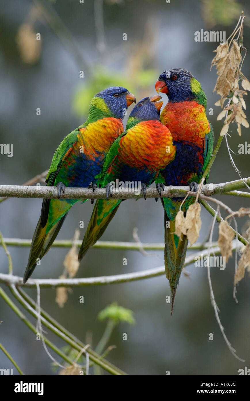 Rainbow Lory / Regenbogenlori / Gebirgslori Stock Photo - Alamy