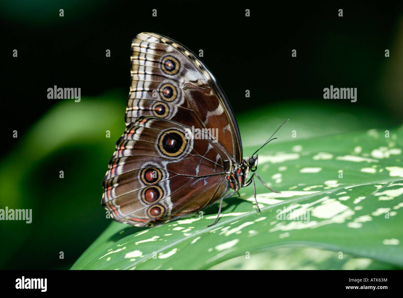Blue Morpho / Blauer Morpho / Morphofalter Stock Photo - Alamy