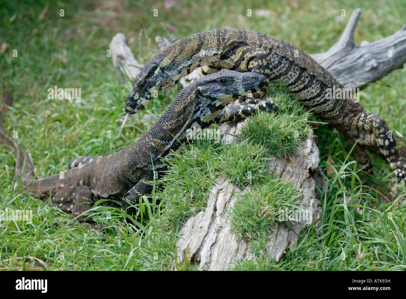Common Tree Monitor / Lace Monitor / Buntwaran Stock Photo - Alamy
