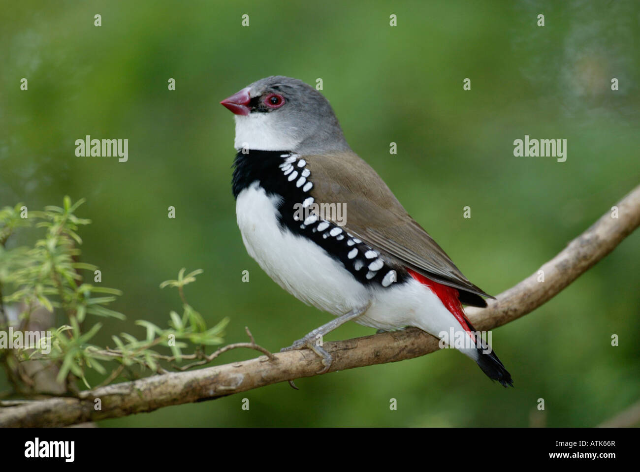Diamond firetail hi-res stock photography and images - Alamy
