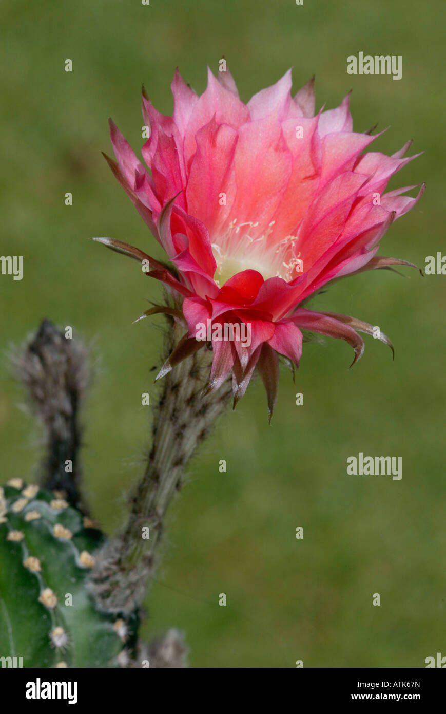 Cactus / Seeigelkaktus Stock Photo - Alamy