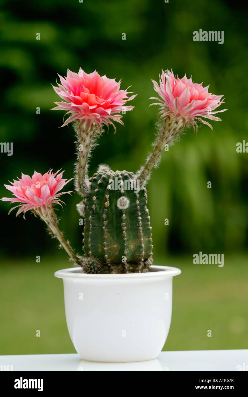 Cactus / Seeigelkaktus Stock Photo - Alamy