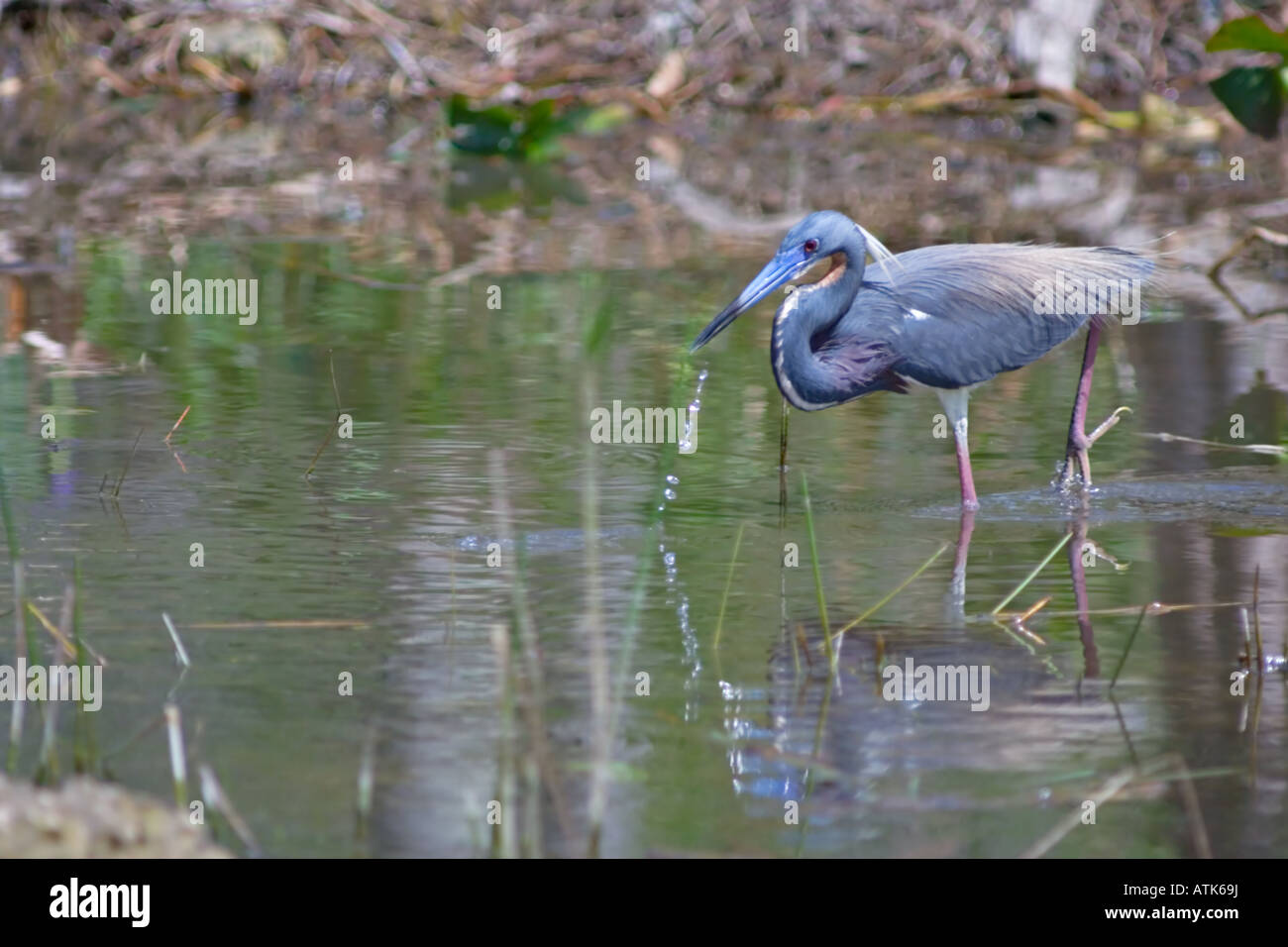 Alligator egret everglades national hi-res stock photography and images ...