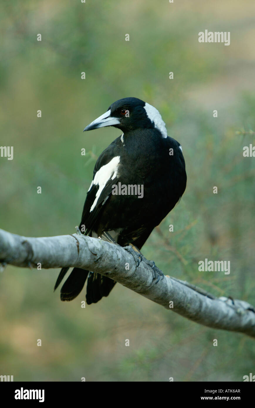 Australian Magpie / Floetenvogel Stock Photo - Alamy