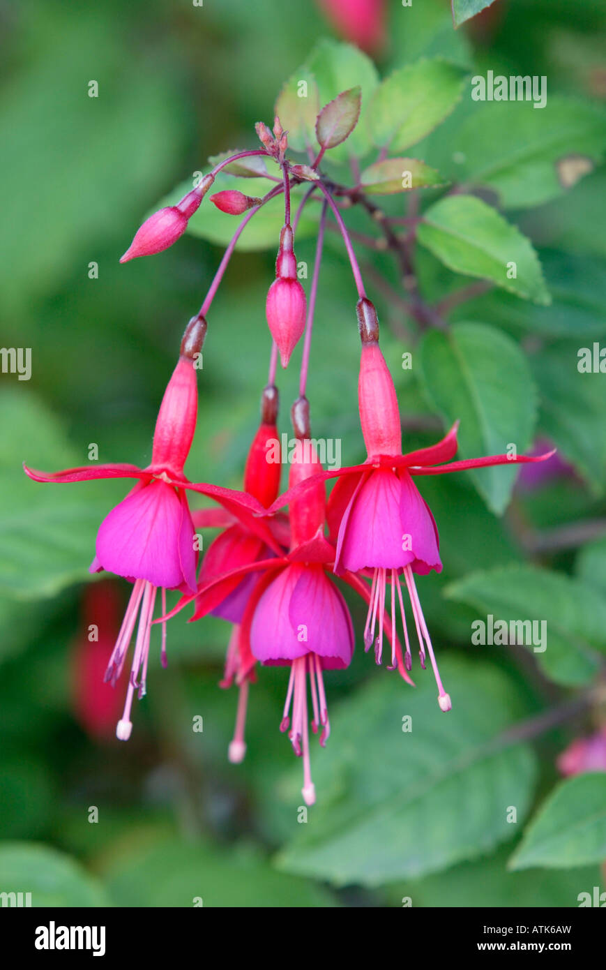 Fuchsia / Fuchsie Stock Photo - Alamy