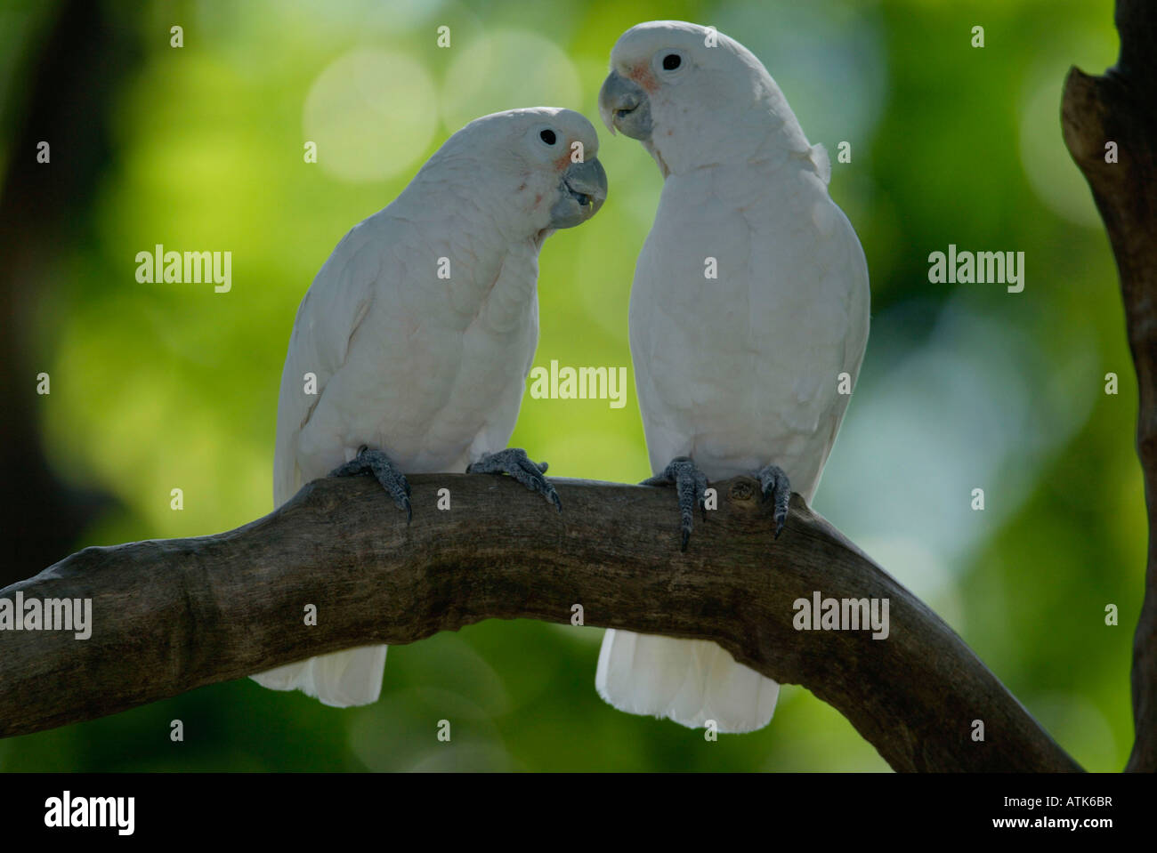 Goffini hi-res stock photography and images - Alamy