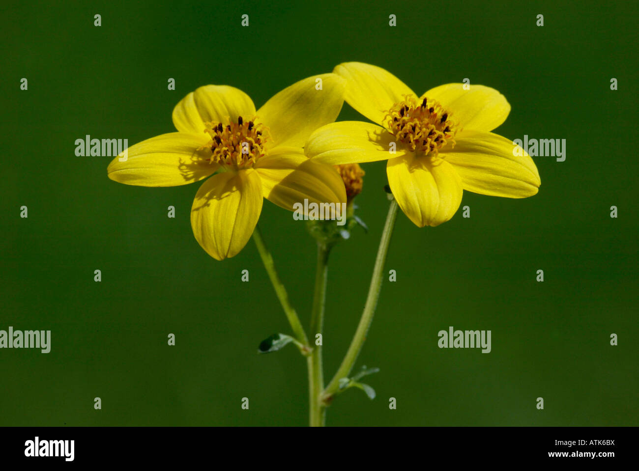 Bur Marigold / Goldmarie / Goldzweizahn Stock Photo - Alamy