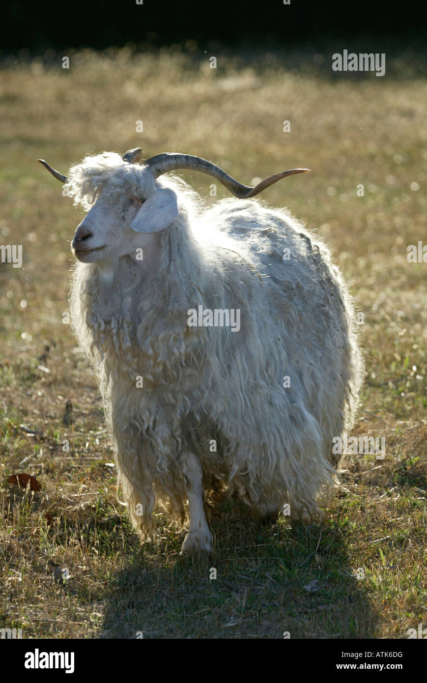 Ziege goat hi-res stock photography and images - Alamy