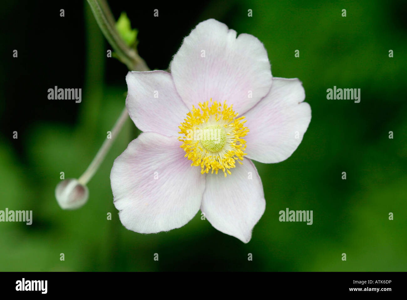 Grape Leaf Anemone / Herbstanemone Stock Photo - Alamy