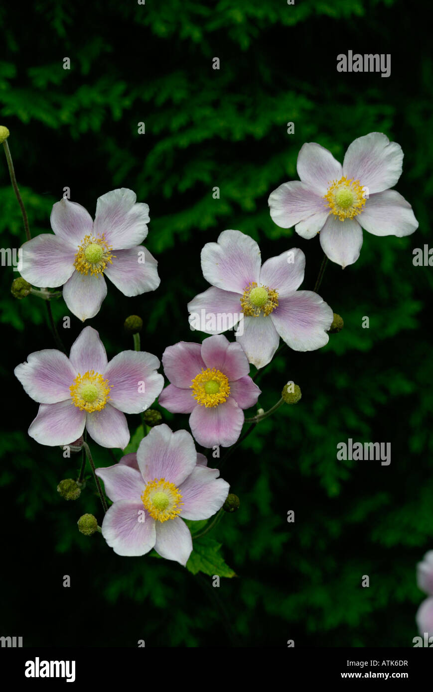 Grape Leaf Anemone / Herbstanemone Stock Photo - Alamy