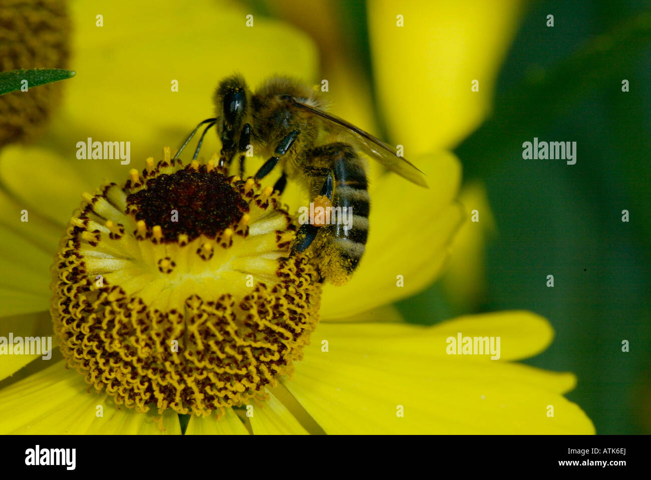 Honey Bee / Honigbiene Stock Photo - Alamy