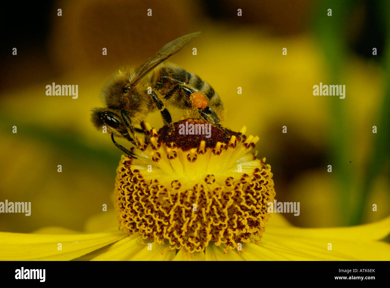 Honey Bee / Honigbiene Stock Photo - Alamy