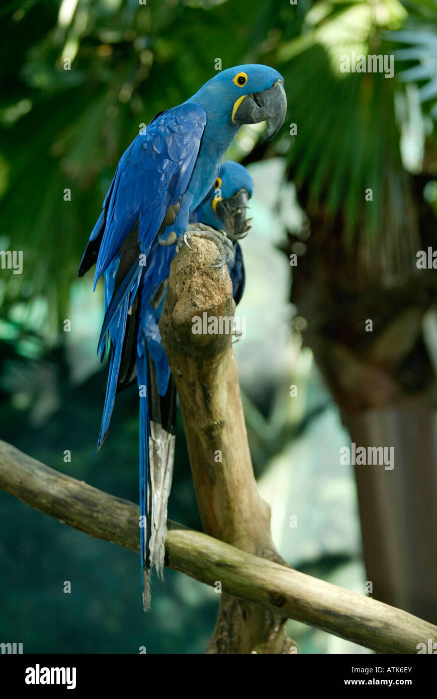 Hyazintharas hi-res stock photography and images - Alamy