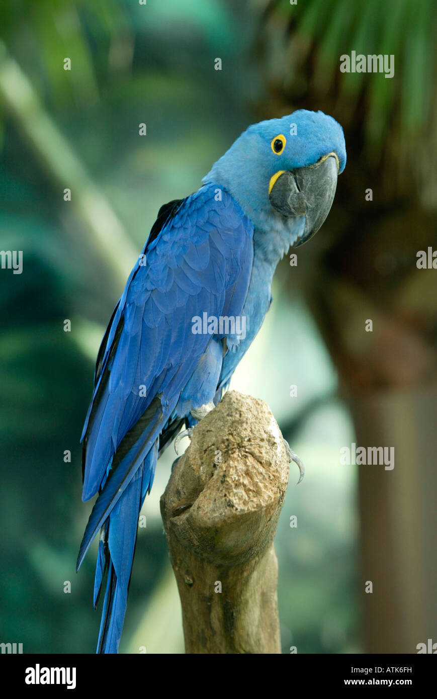 Hyacinth Macaw / Hyazinthara Stock Photo - Alamy
