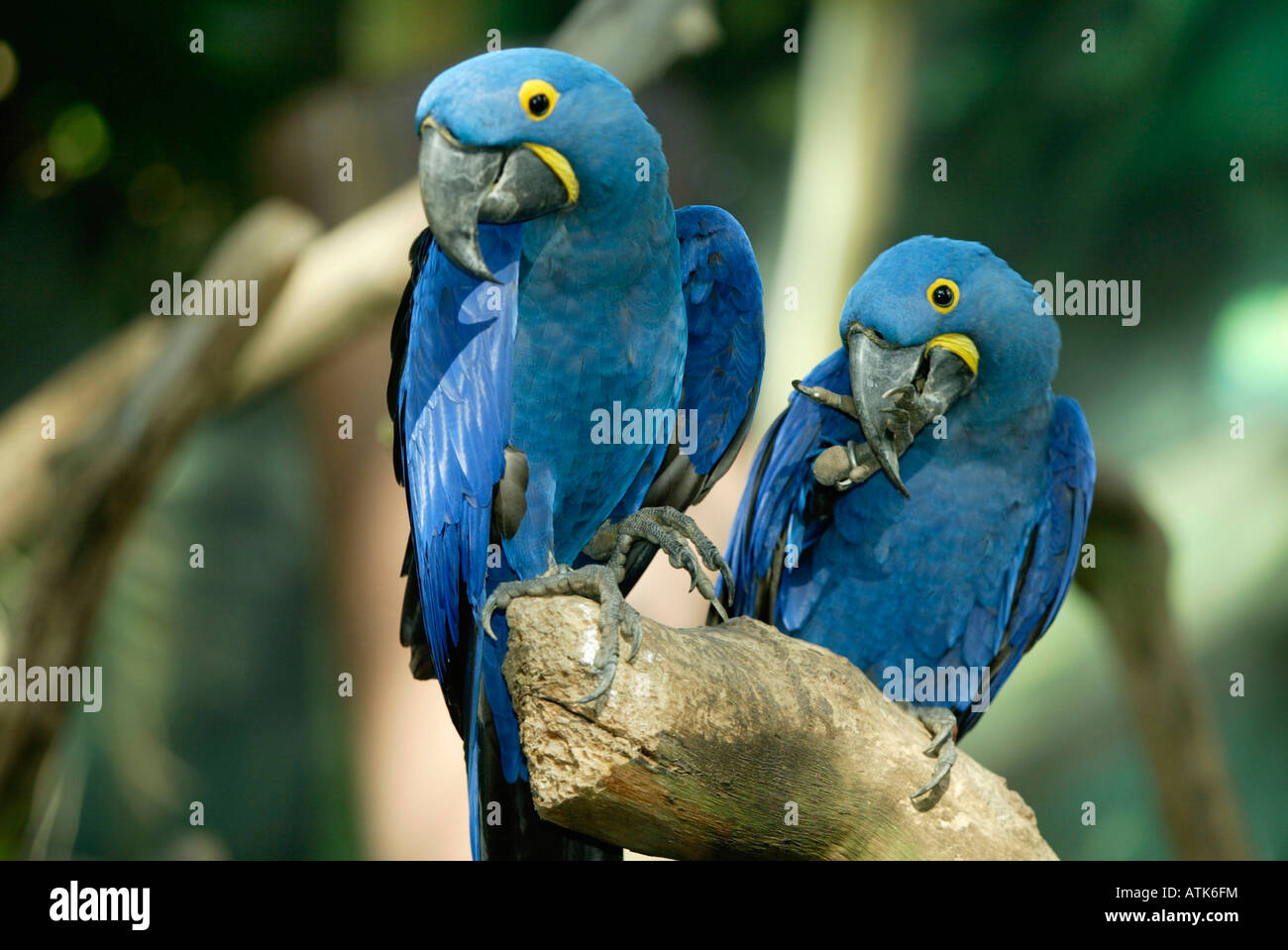 Hyazintharas High Resolution Stock Photography and Images - Alamy