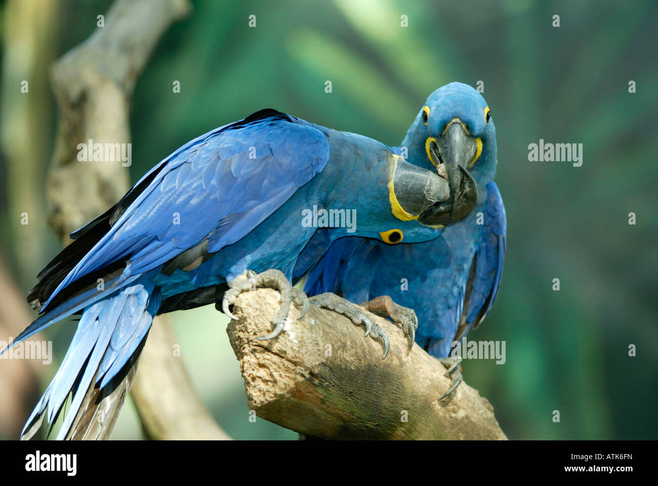 Hyacinth Macaw / Hyazinthara Stock Photo - Alamy