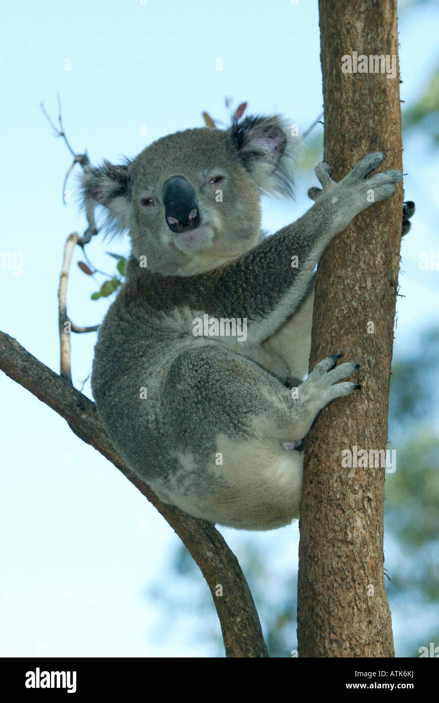 Koala australien hi-res stock photography and images - Alamy