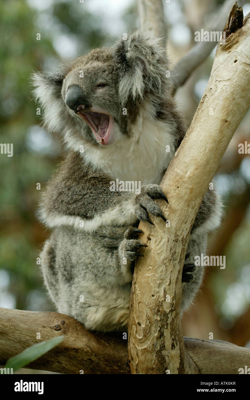 Koala Yawning High Resolution Stock Photography and Images - Alamy