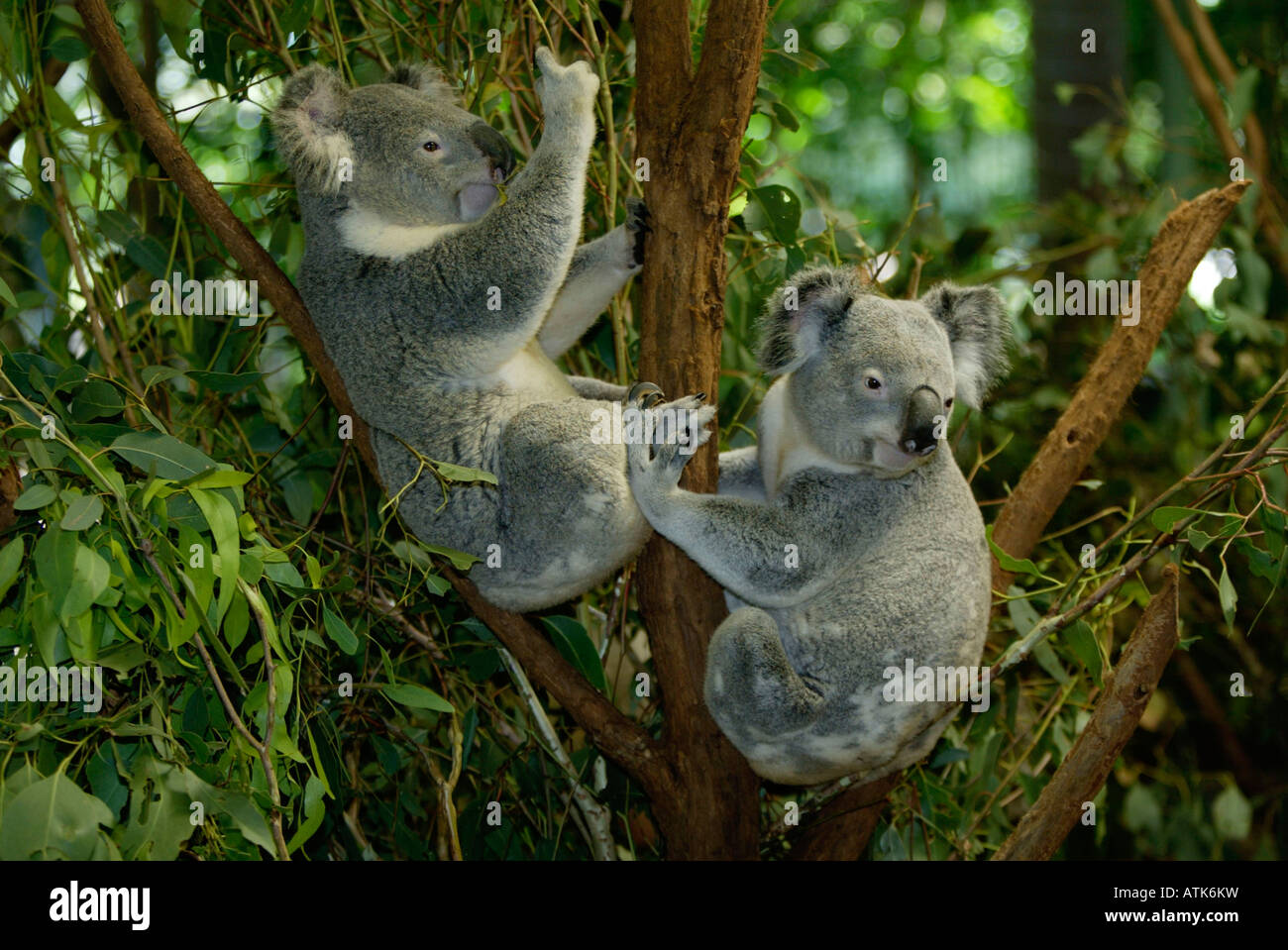 Pair of koala hi-res stock photography and images - Alamy