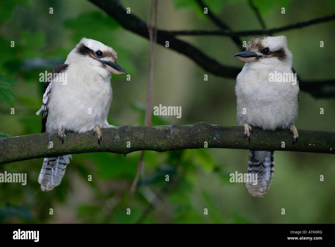 Two kookaburras hi-res stock photography and images - Alamy