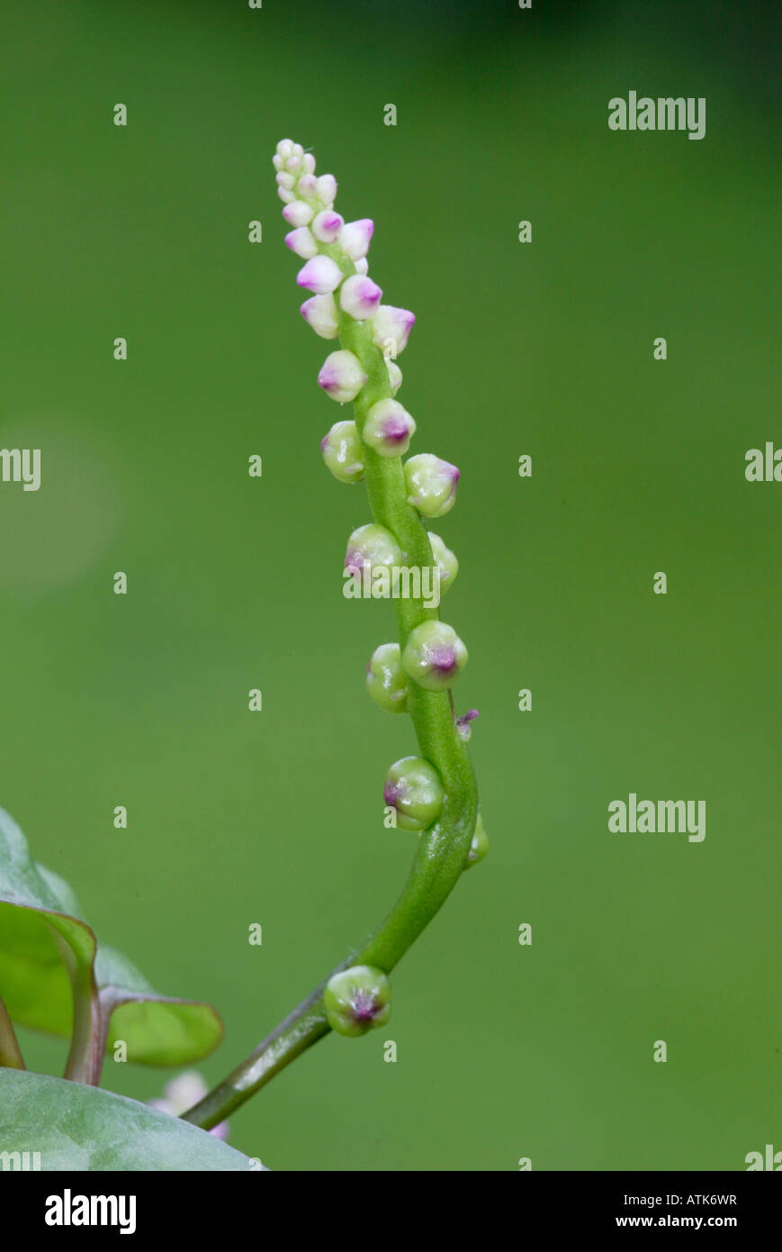 Malabar Spinach / Ceylon Spinach / Malabar-Spinat / Ceylon-Spinat Stock ...