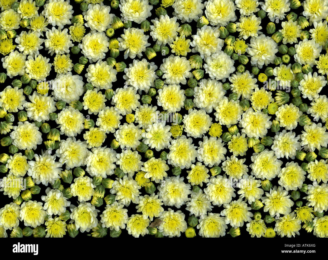 Yellow Springflowers in full bloom Stock Photo - Alamy