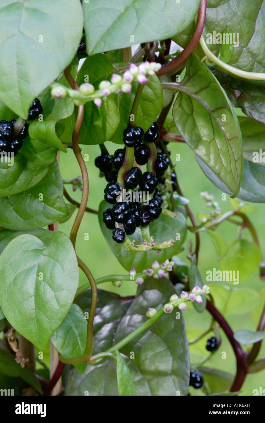 Malabar Spinach / Ceylon Spinach / Malabar-Spinat / Ceylon-Spinat Stock ...