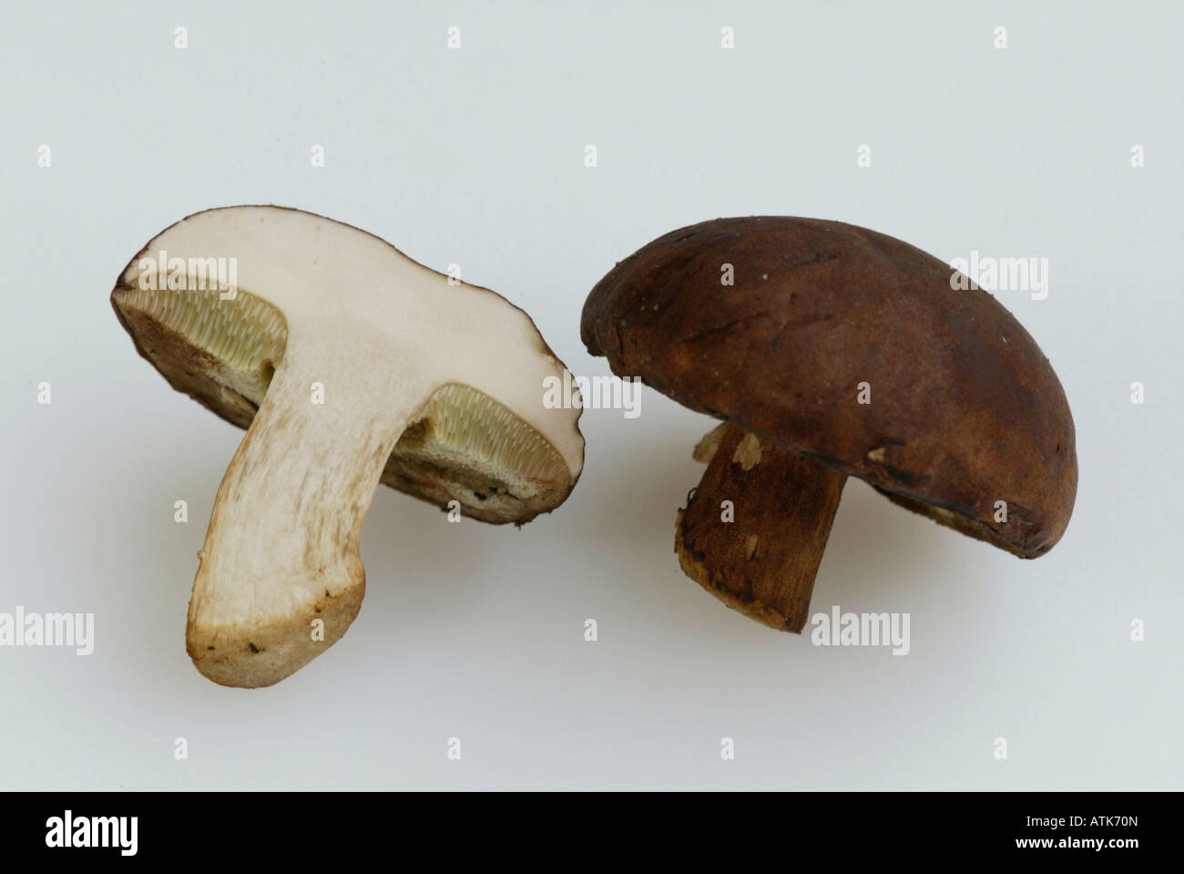 Bay Bolete / Maronenroehrling / Braunkappe Stock Photo - Alamy
