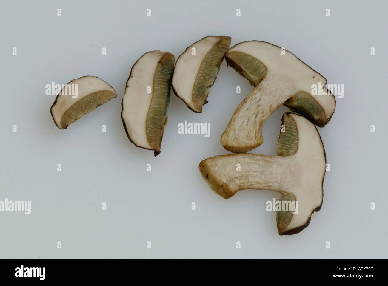 Bay Bolete / Maronenroehrling / Braunkappe Stock Photo - Alamy