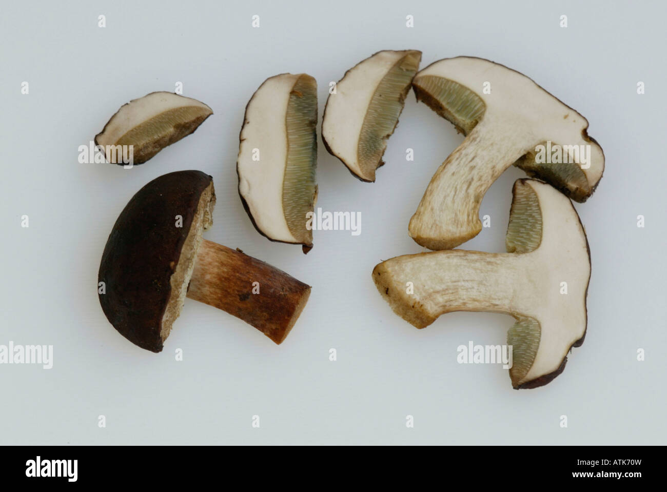 Maronenroehrling hi-res stock photography and images - Alamy