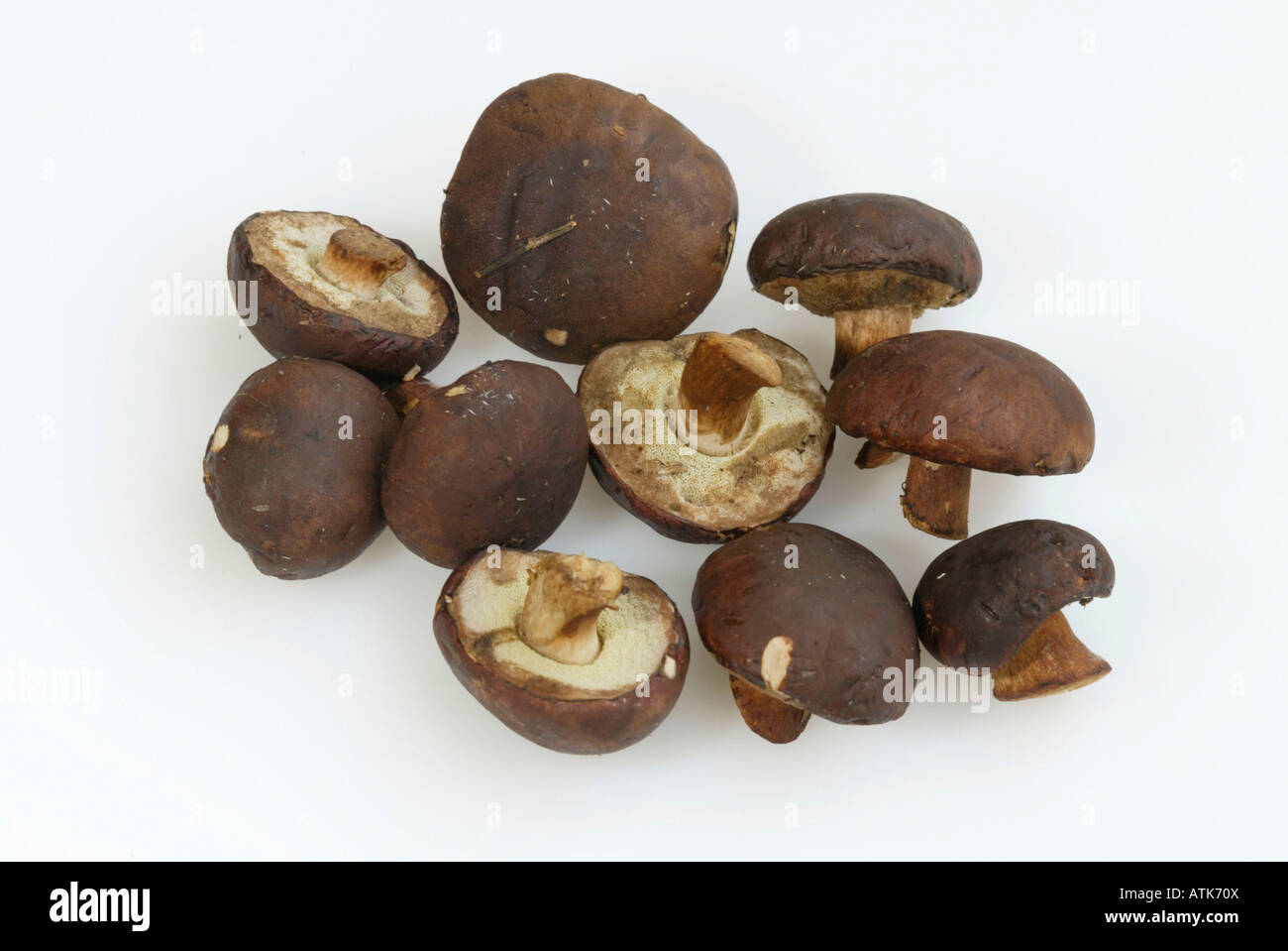 Maronenroehrling hi-res stock photography and images - Alamy