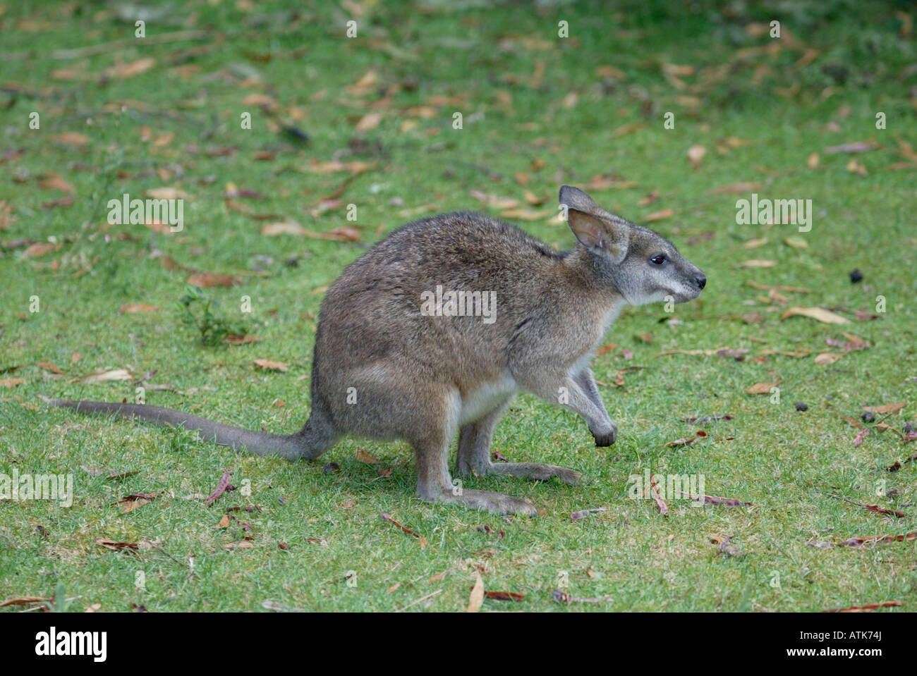 Parma wallabies hi-res stock photography and images - Alamy