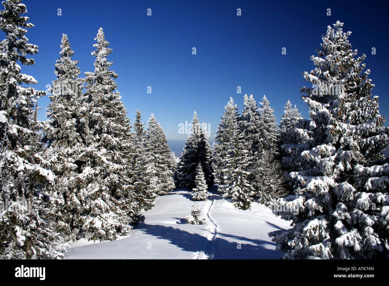 Pines covered with snow Stock Photo - Alamy