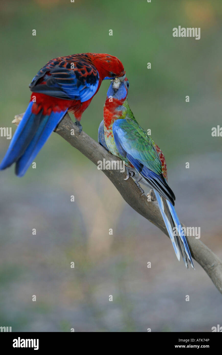 Pennants Parrot High Resolution Stock Photography and Images - Alamy