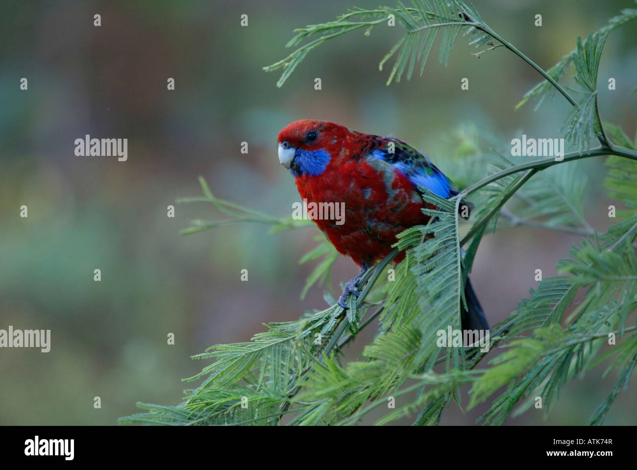 Pennantsittich High Resolution Stock Photography and Images - Alamy