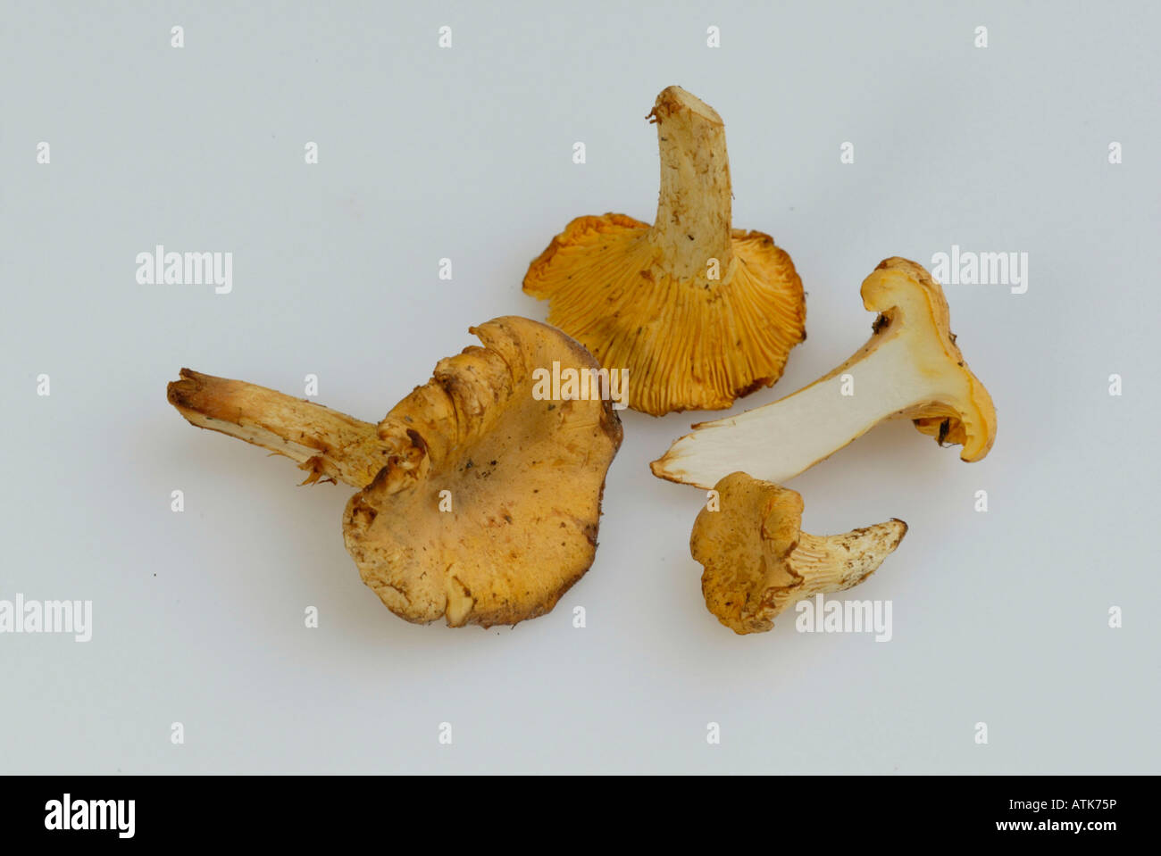 Pfifferling High Resolution Stock Photography and Images - Alamy
