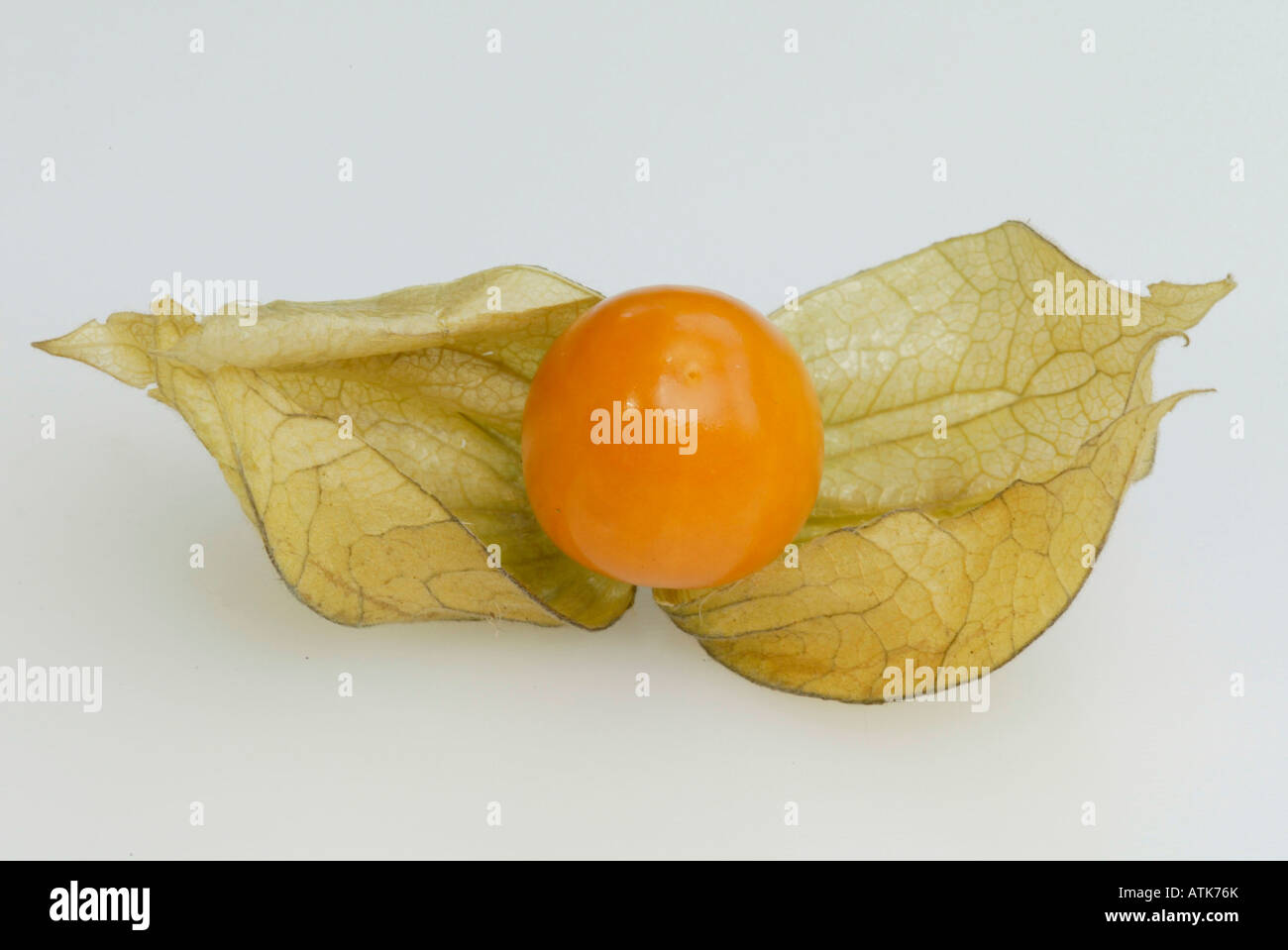 Cape Gooseberry / Ground Cherry / Kapstachelbeere Stock Photo - Alamy